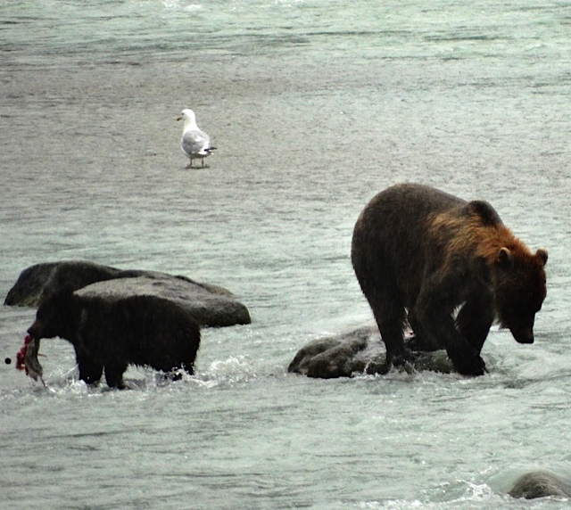Chilkoot River Bears | Rainbow Glacier Adventures